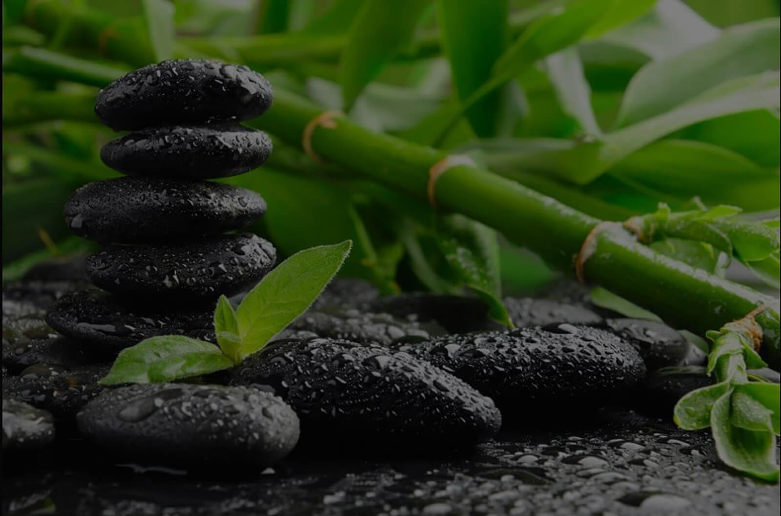 Meet the Team - New Life Behavioral Health